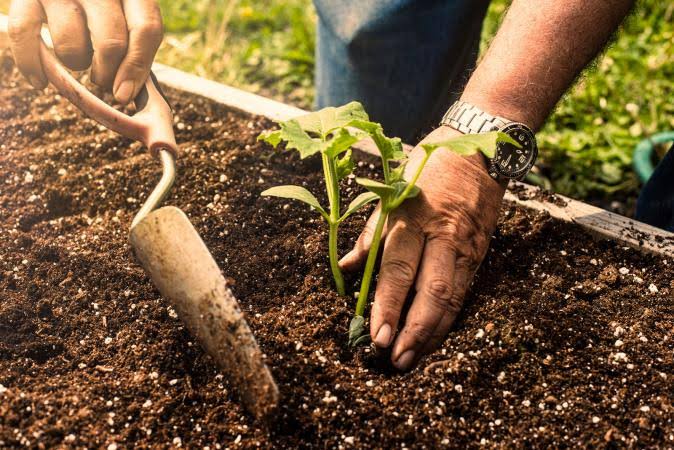 Best Garden Soil to Buy - Detailed Guide, Tips & More